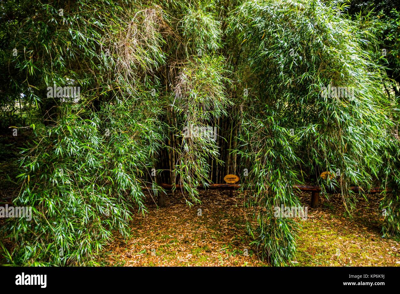 Chusquea High Resolution Stock Photography and Images - Alamy