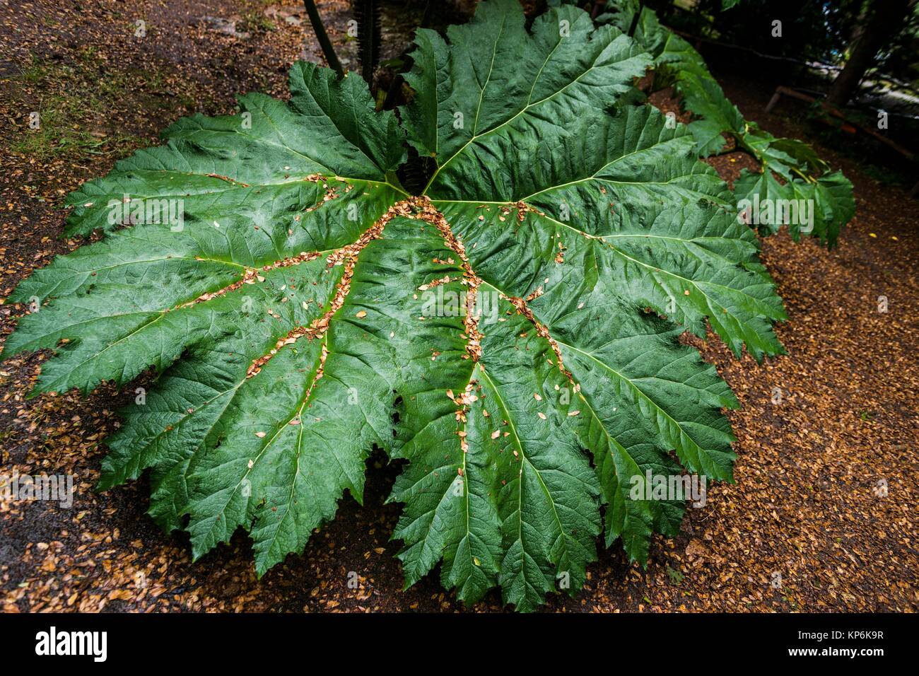 Gunnera Chilean Rhubarb Stock Photos & Gunnera Chilean Rhubarb Stock ...