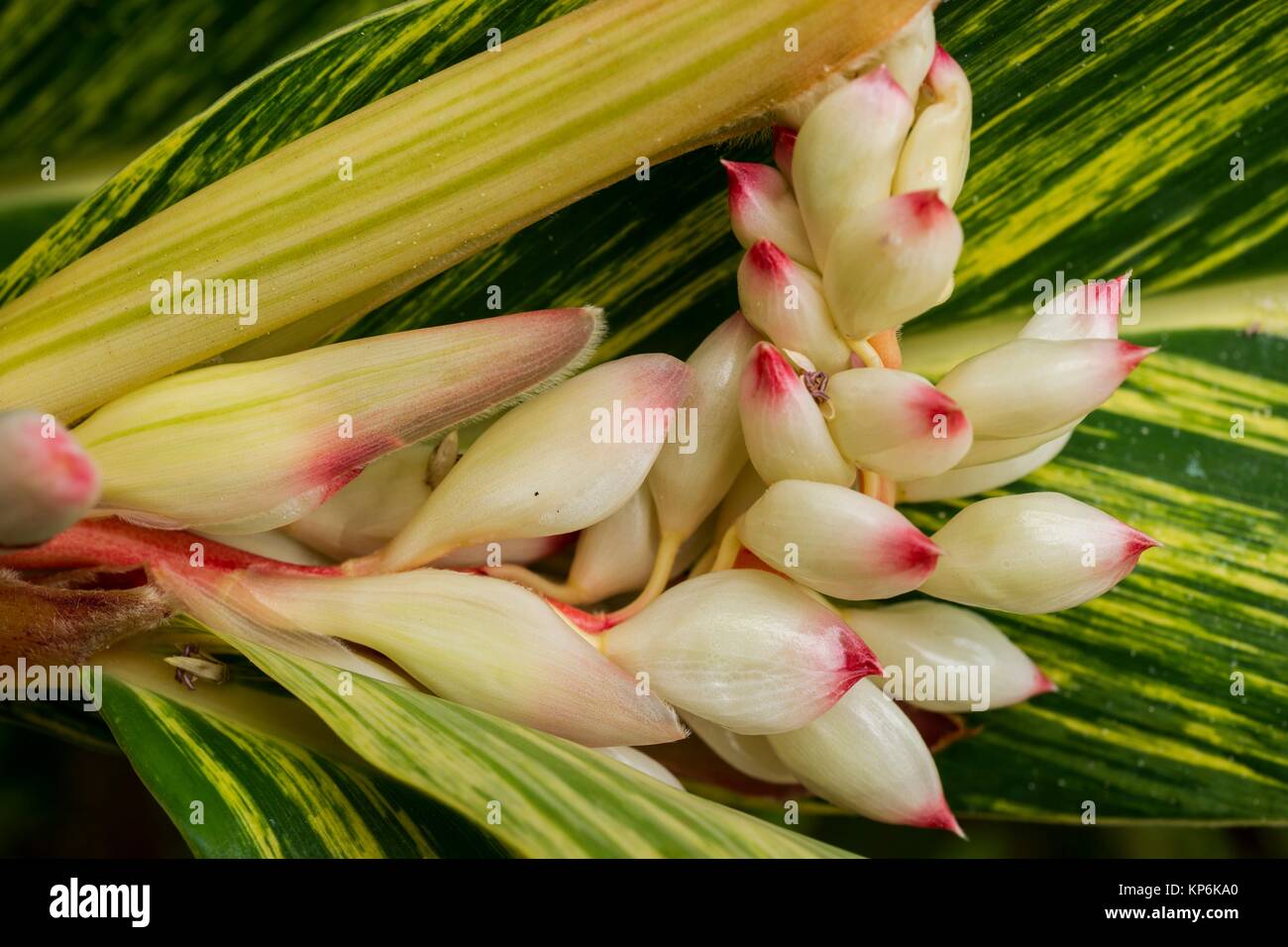Florida shell ginger hi-res stock photography and images - Alamy