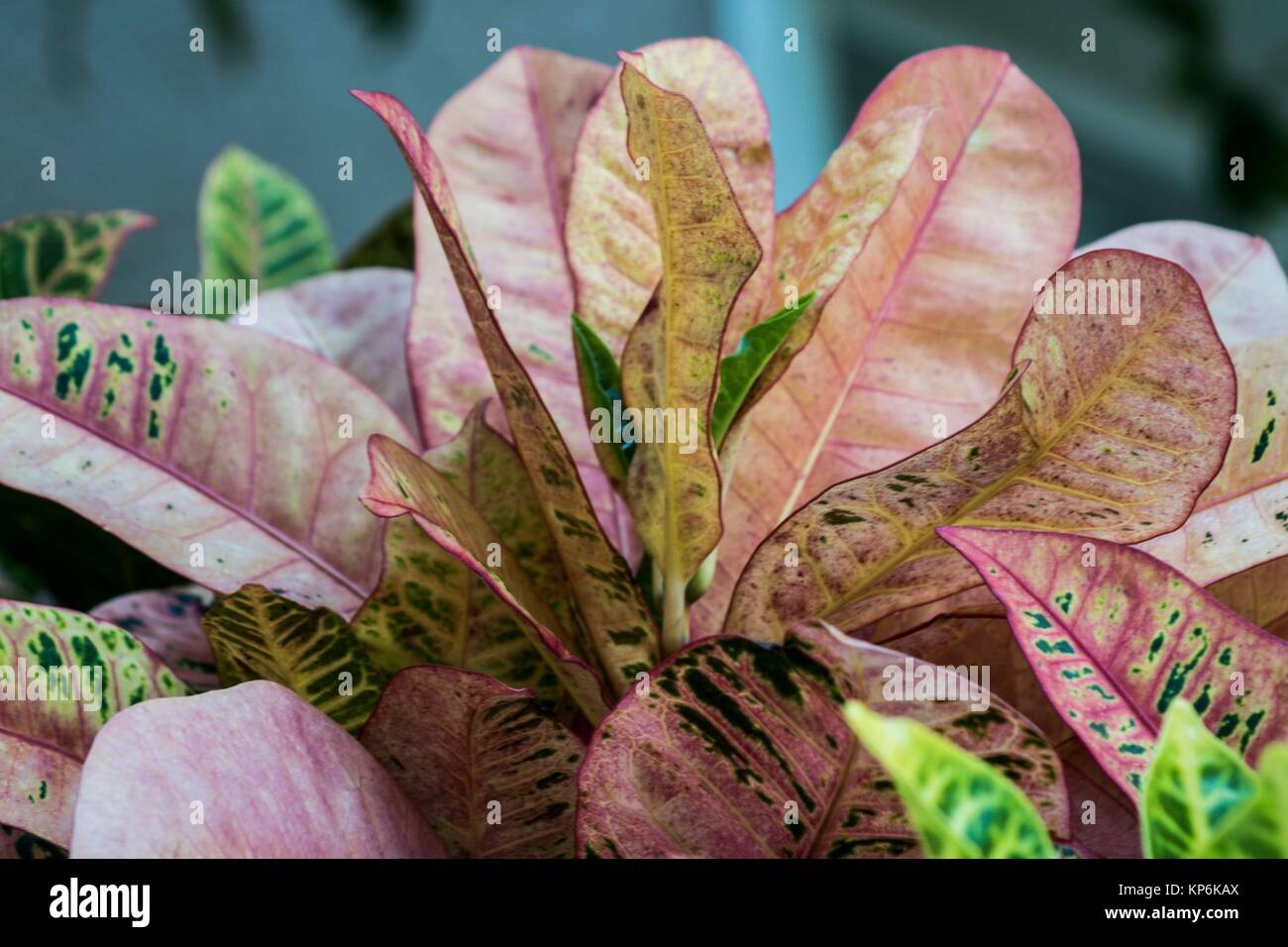 Euphorbiaceae Croton Plant Stock Photos & Euphorbiaceae Croton Plant ...