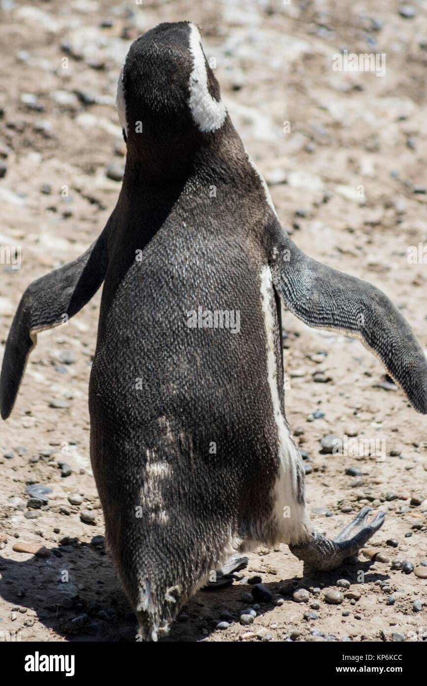Rear view of penguin hi-res stock photography and images - Alamy