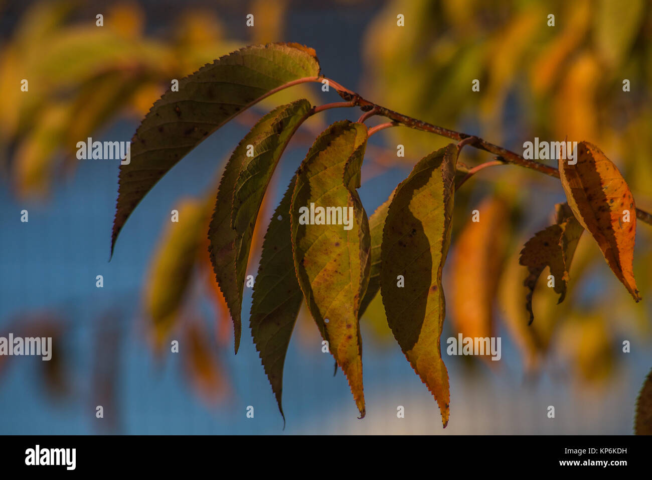 Leaves turning yellow on a fine November day in Japan Stock Photo - Alamy