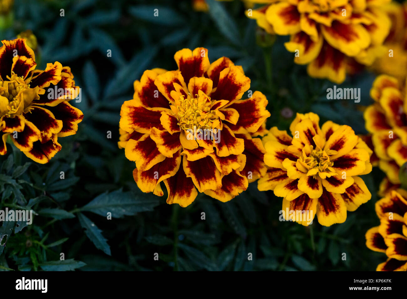 Zandu flowers hi-res stock photography and images - Alamy
