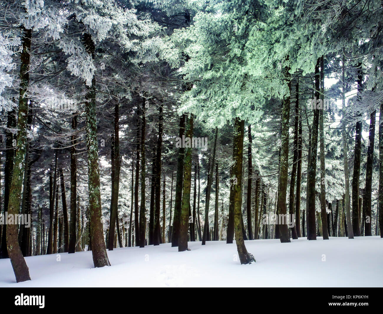 Winter scenery in mountain Dirfi in Greece Stock Photo - Alamy
