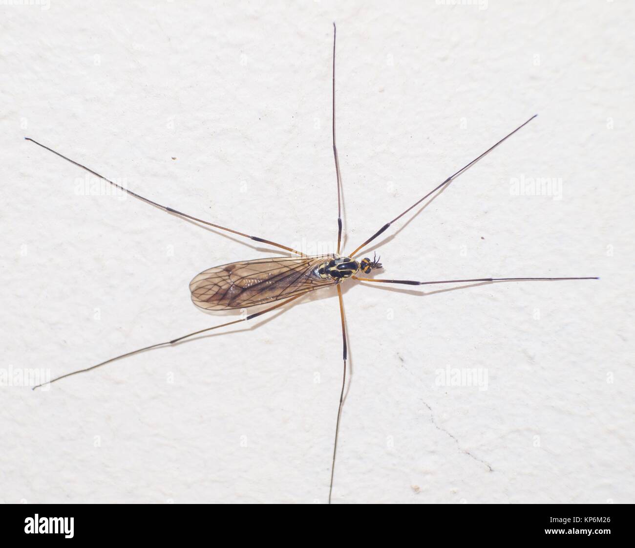 Nature background insect hi-res stock photography and images - Alamy
