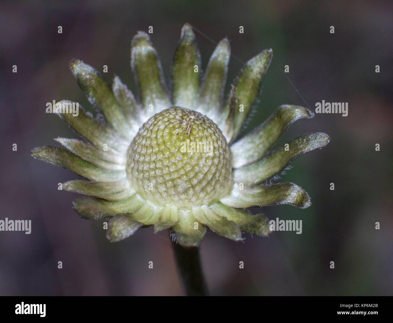 Flower like structure hi-res stock photography and images - Alamy