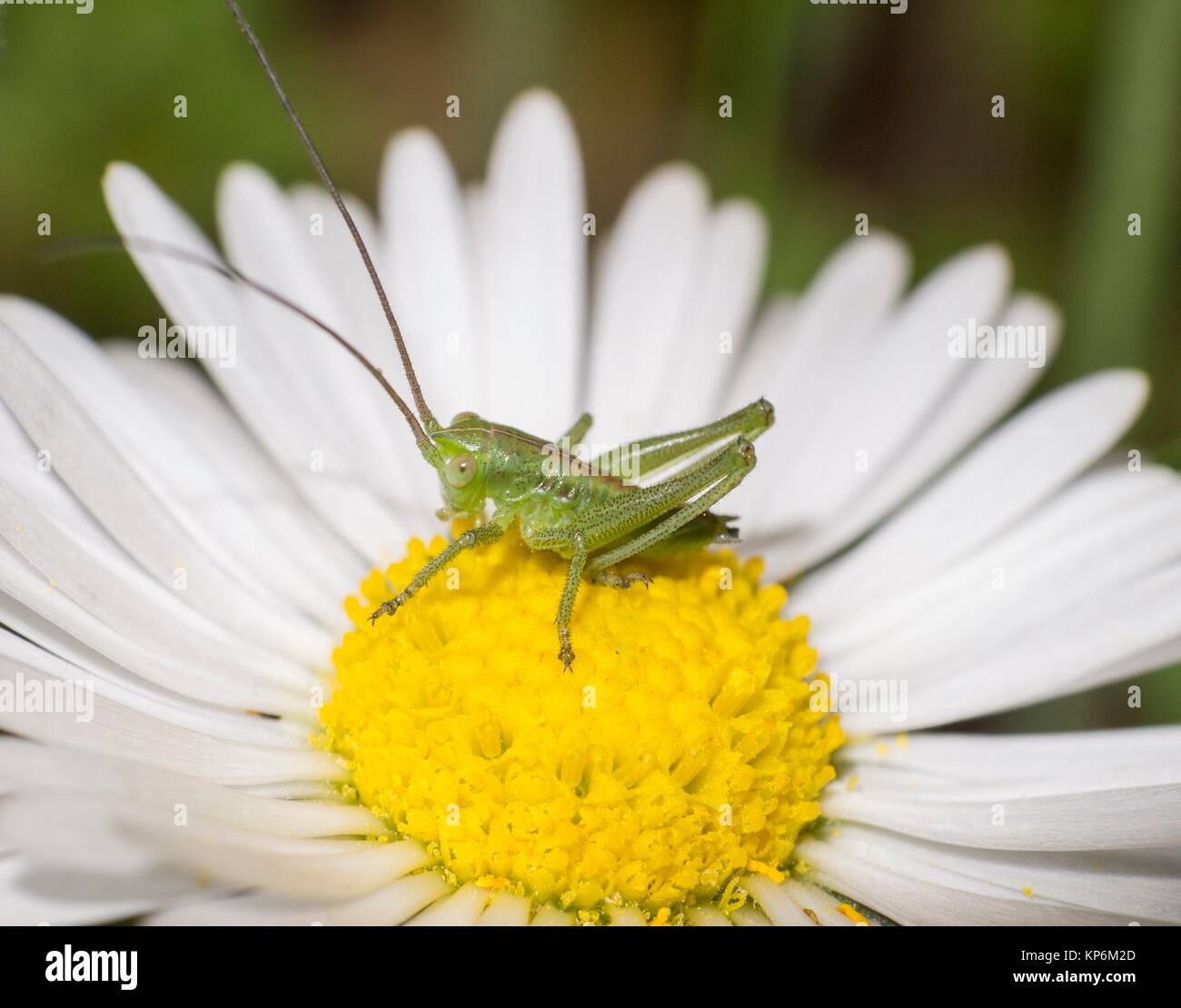 Green cricket insect hi-res stock photography and images - Alamy