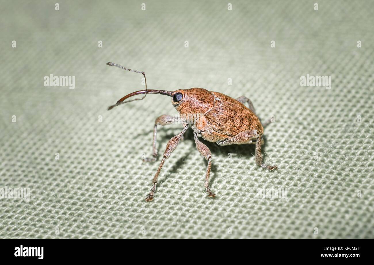 Nut weevil (Curculio nucum). Fam. Curculionidae. Insect. Arthropoda ...