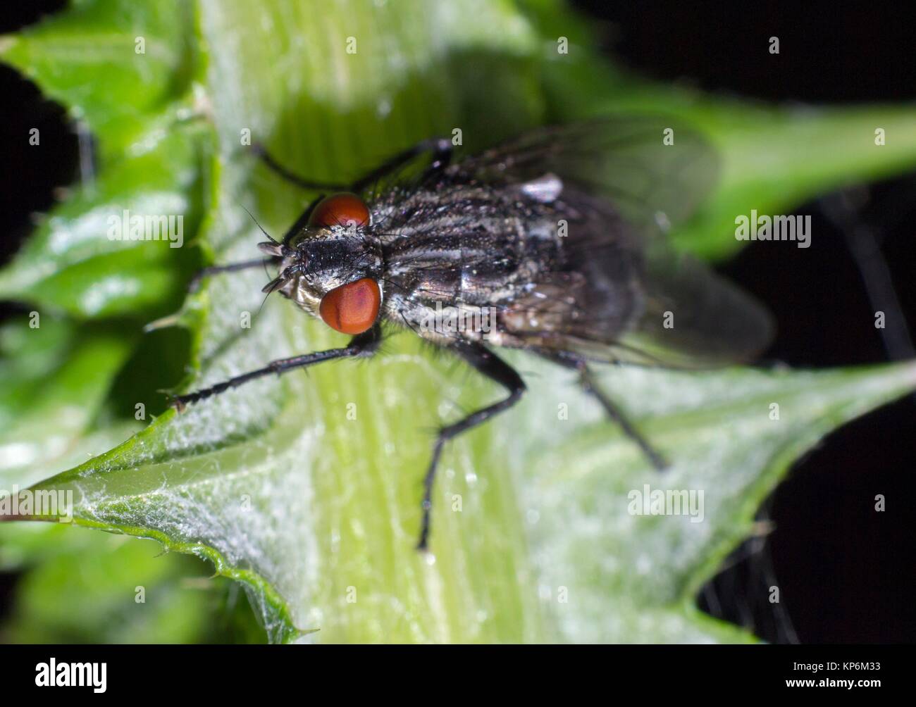 Fly insect diptera hi-res stock photography and images - Alamy