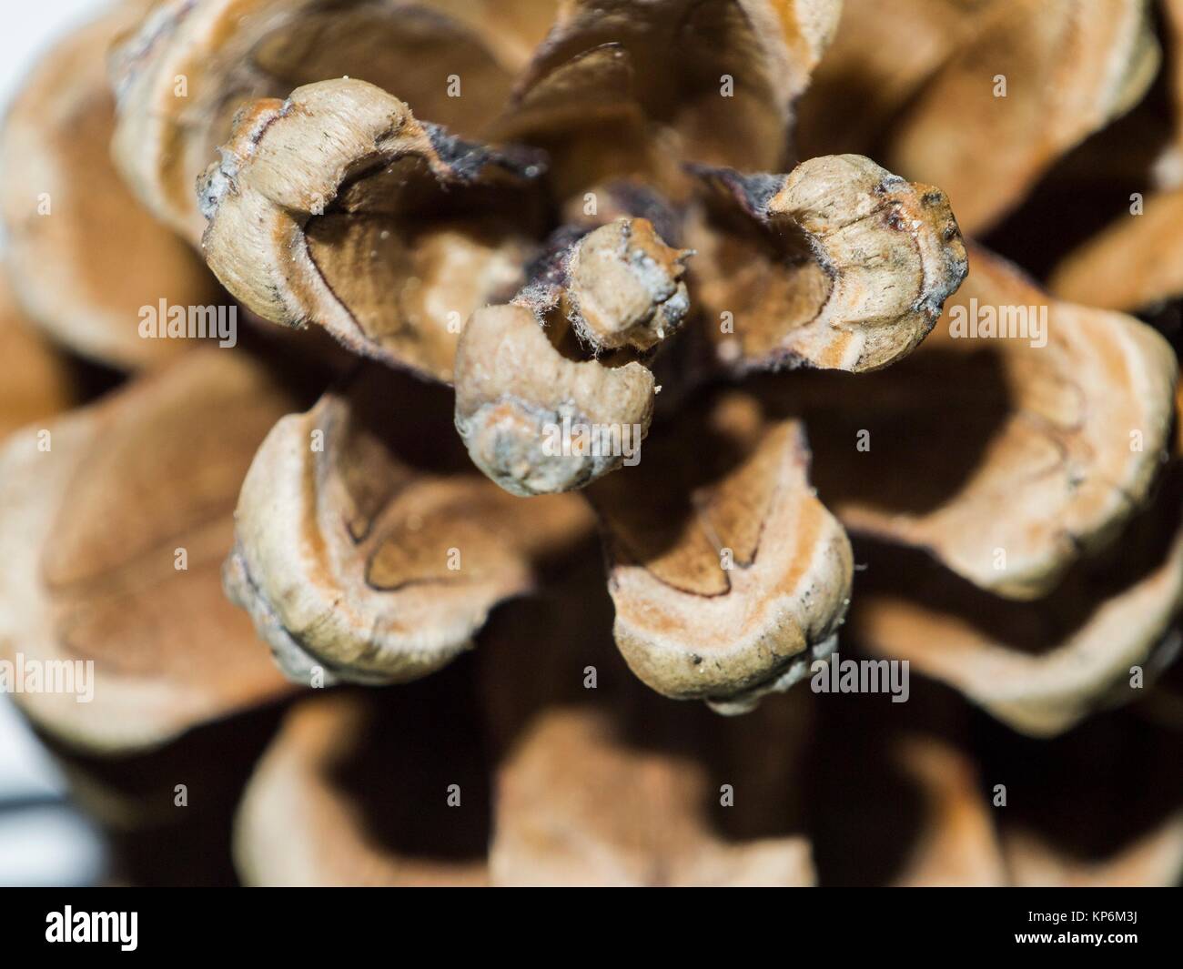 Cone texture hi-res stock photography and images - Alamy