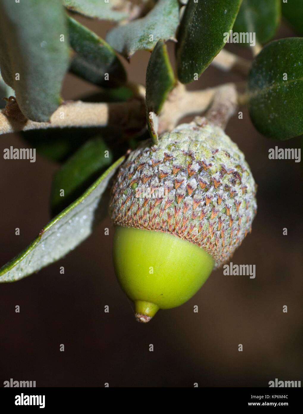 Acorn on evergreen tree hi-res stock photography and images - Alamy