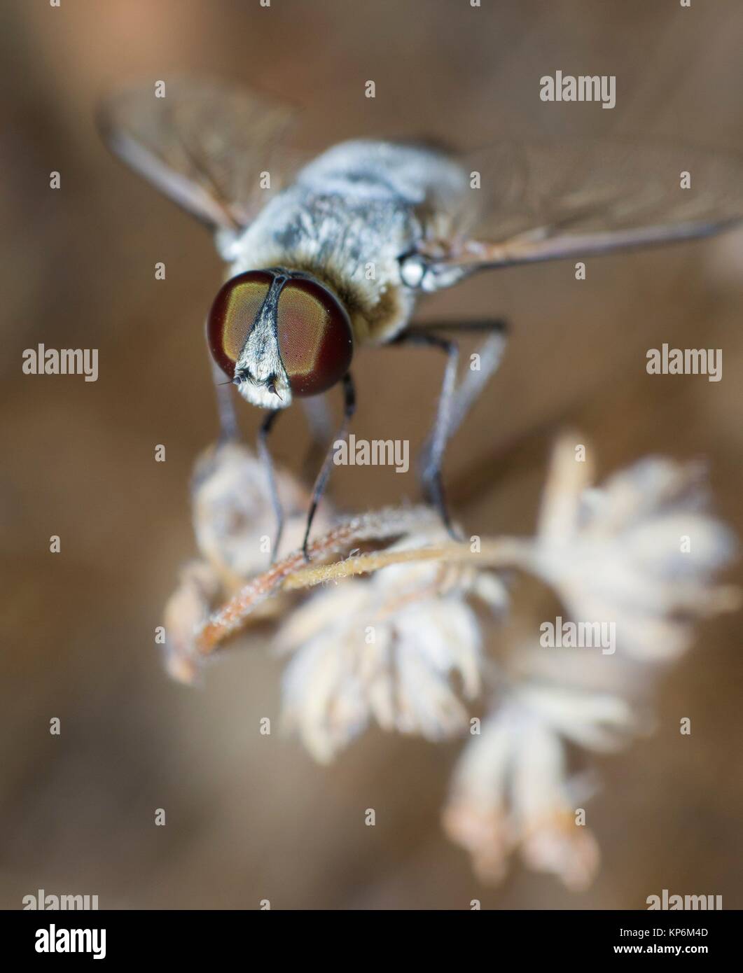 Compound Eye Stock Photos & Compound Eye Stock Images - Alamy