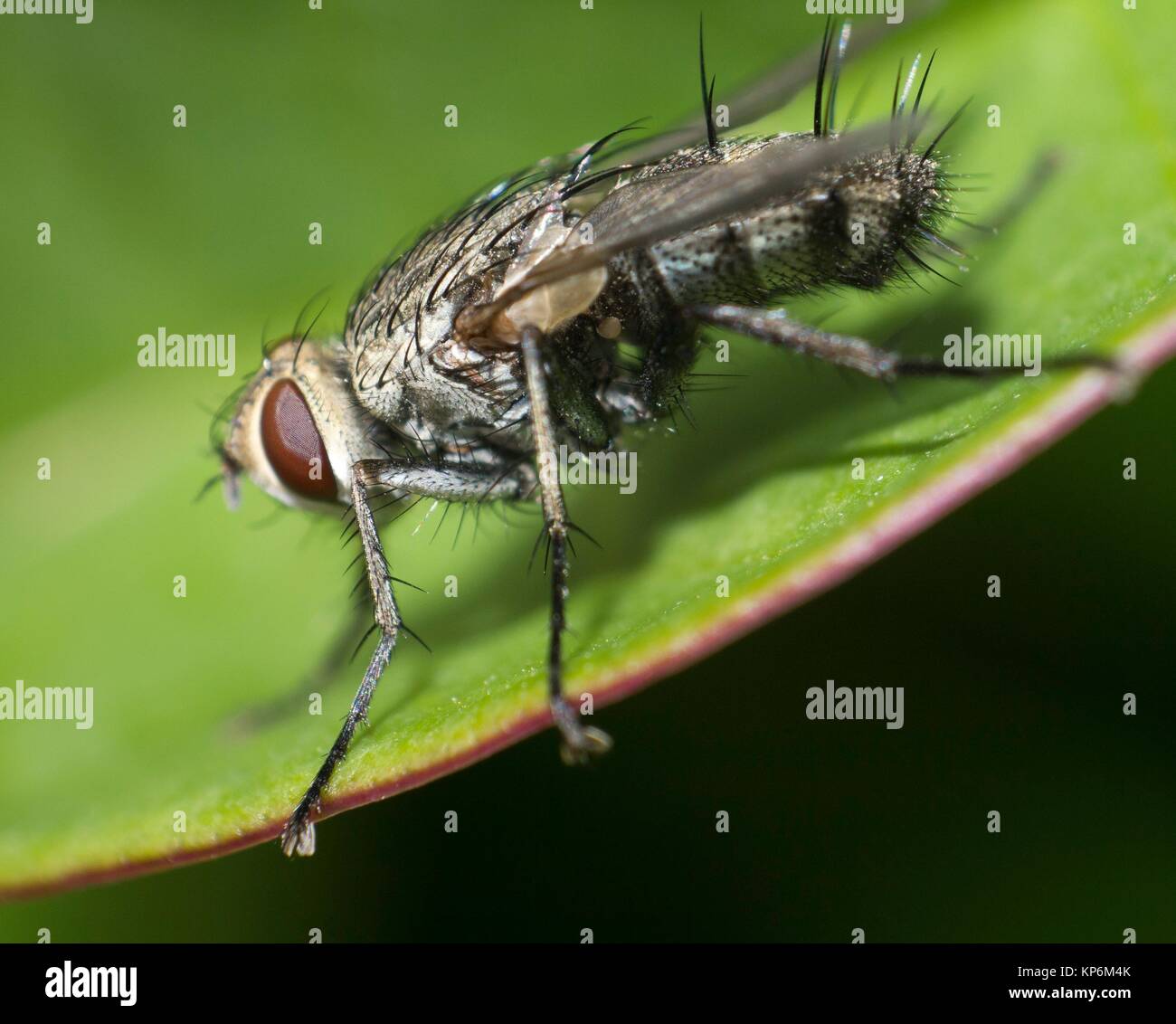 Invertebrate insect diptera fly hi-res stock photography and images - Alamy