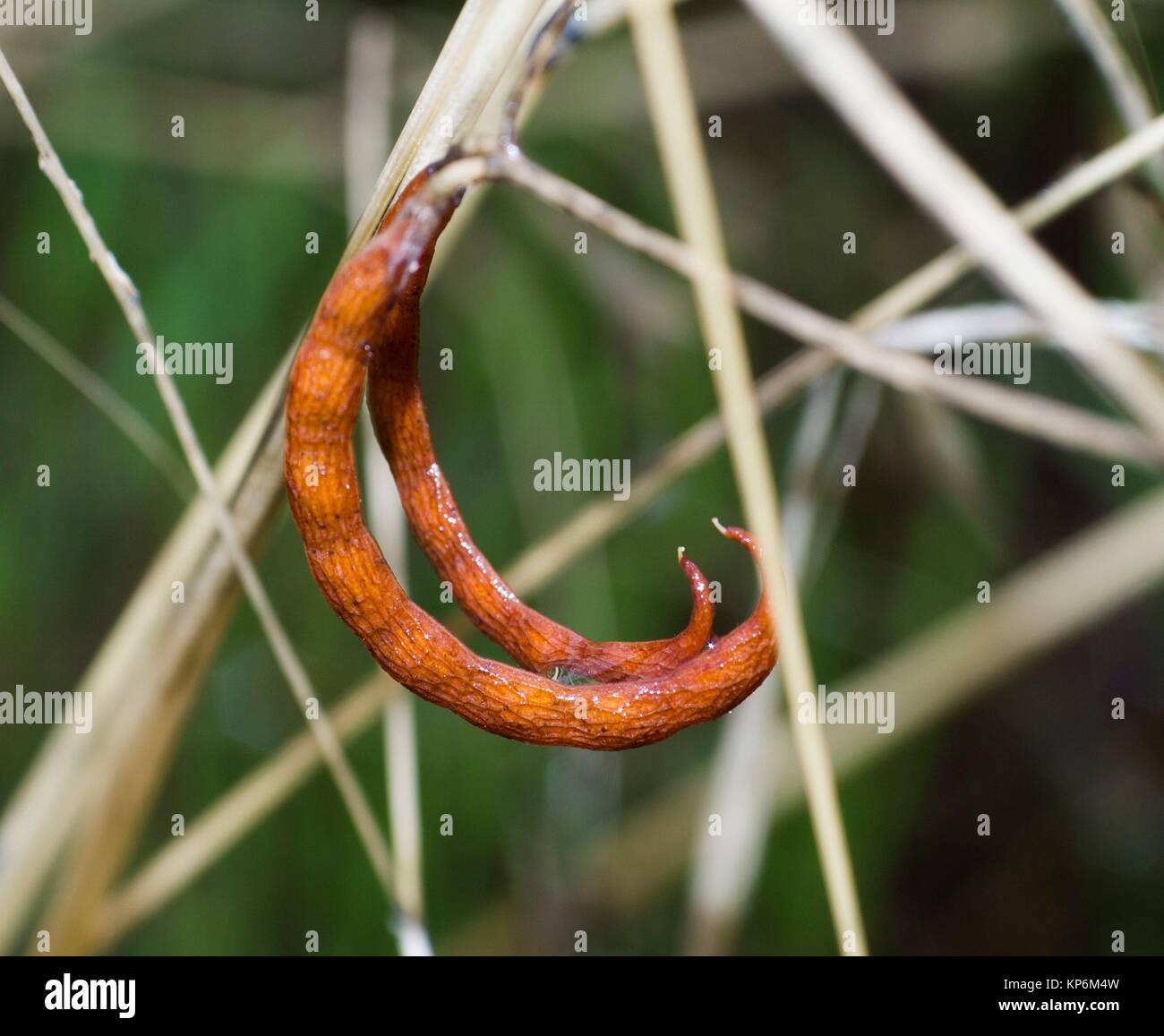 Orange seed pod hi-res stock photography and images - Alamy