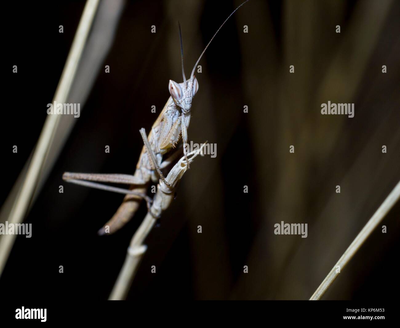 Whitish color hi-res stock photography and images - Alamy