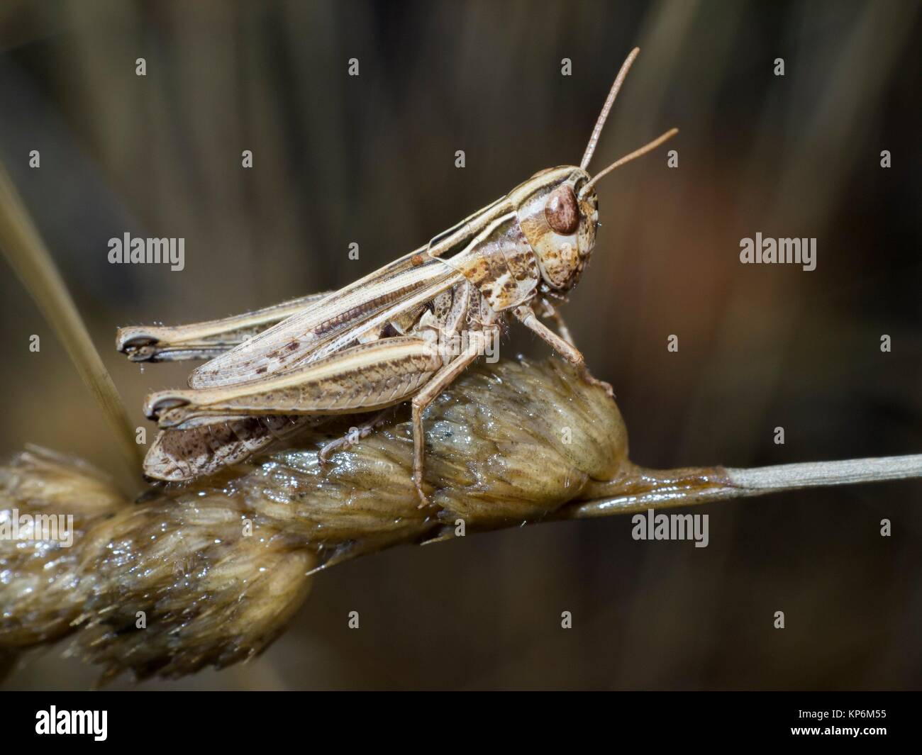 Cricket arthropoda insect hi-res stock photography and images - Alamy