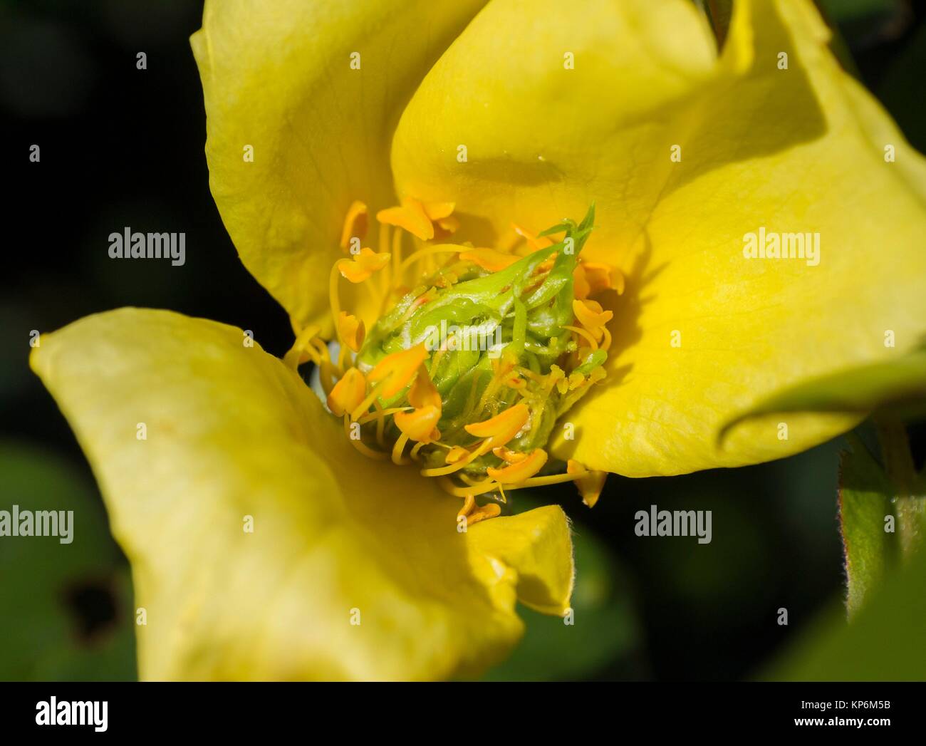 Stamen close up macro hi-res stock photography and images - Alamy