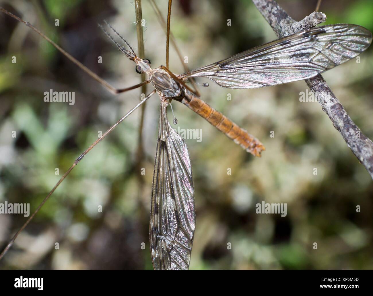 Invertebrate insect diptera fly hi-res stock photography and images - Alamy