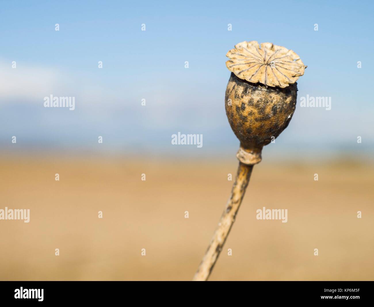 Capsule botany hi-res stock photography and images - Alamy
