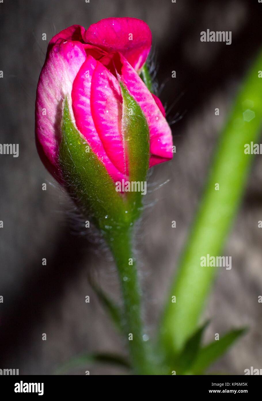 Pink rose bud hi-res stock photography and images - Alamy