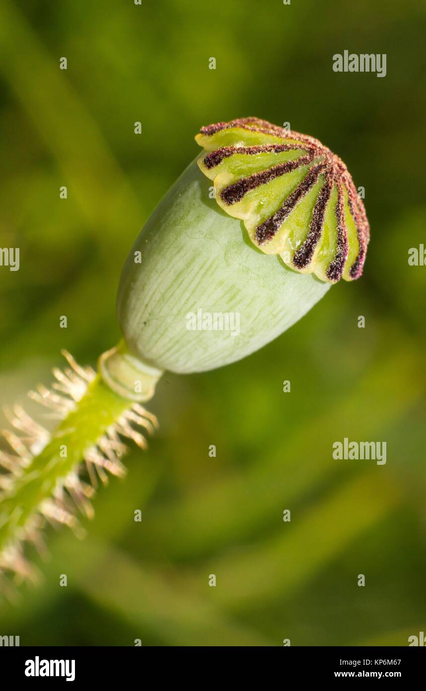 Capsule botany hi-res stock photography and images - Alamy