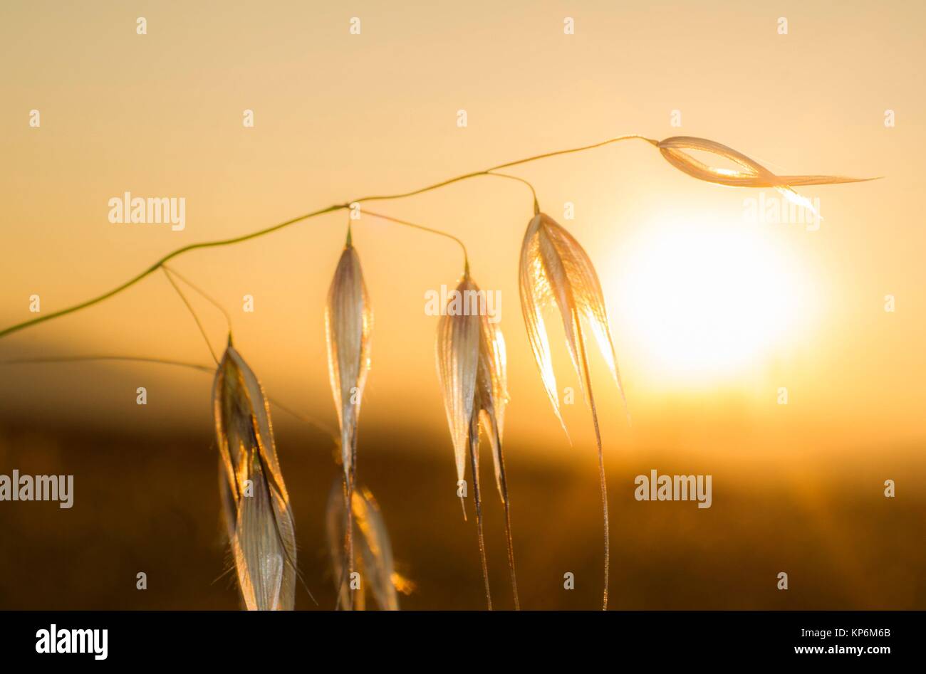 Spike detail hi-res stock photography and images - Alamy