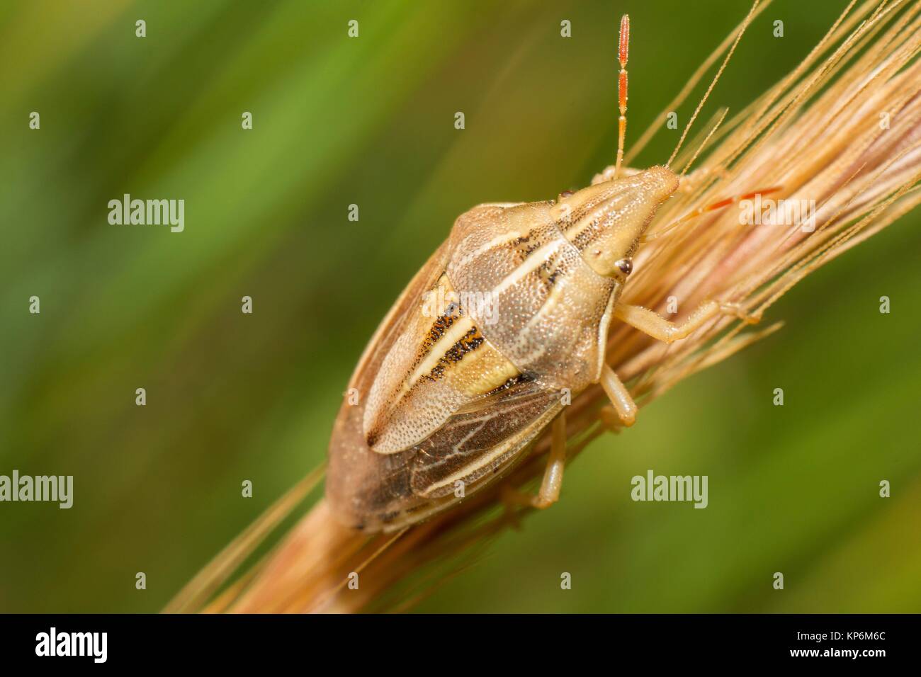 Family of pentatomidae hi-res stock photography and images - Alamy
