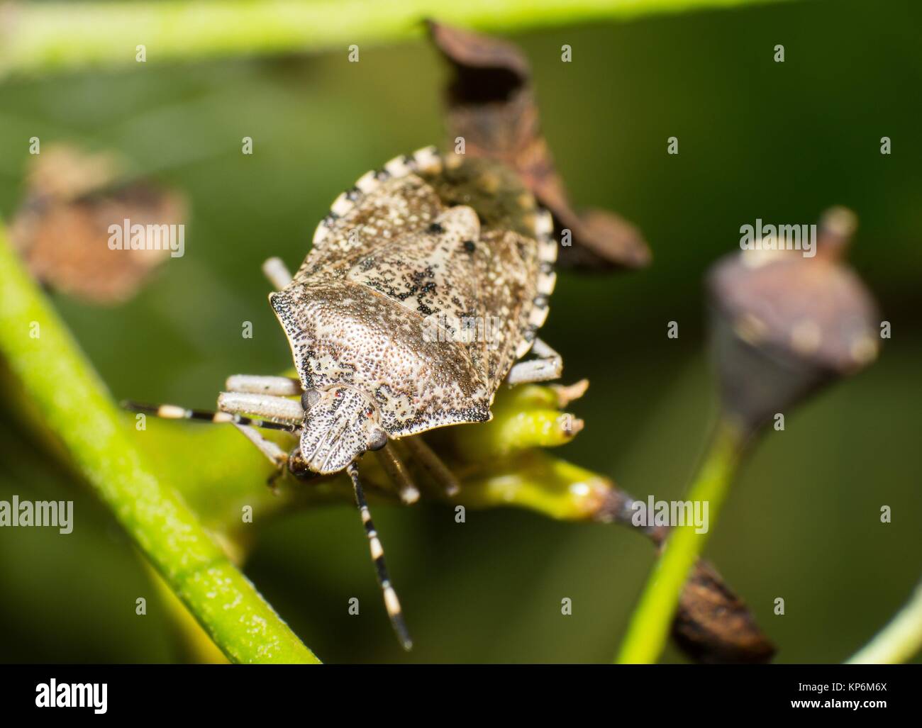 Heteroptera hi-res stock photography and images - Alamy