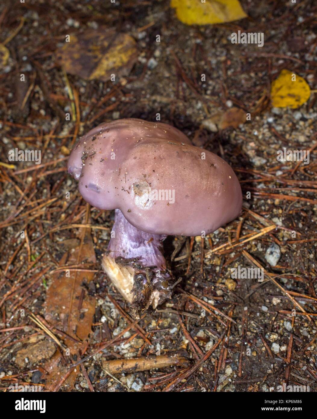 De pie azul hi-res stock photography and images - Alamy