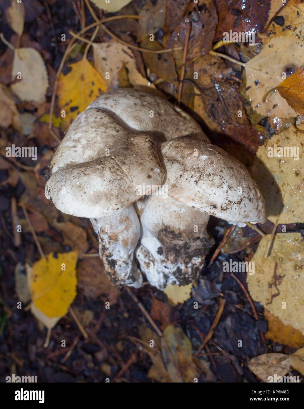 Seta blanca hi-res stock photography and images - Alamy
