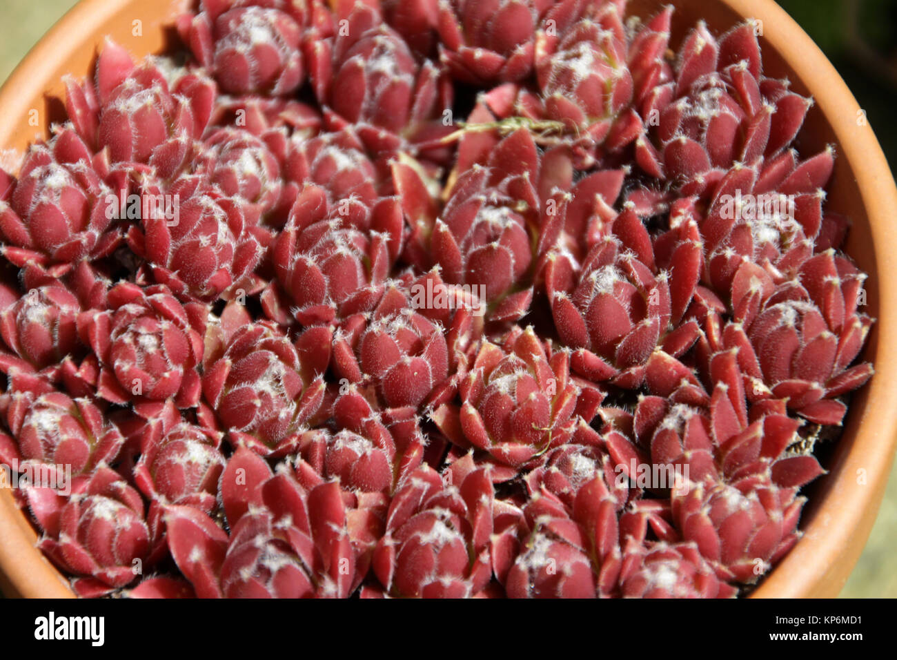 Steinrose hi-res stock photography and images - Alamy