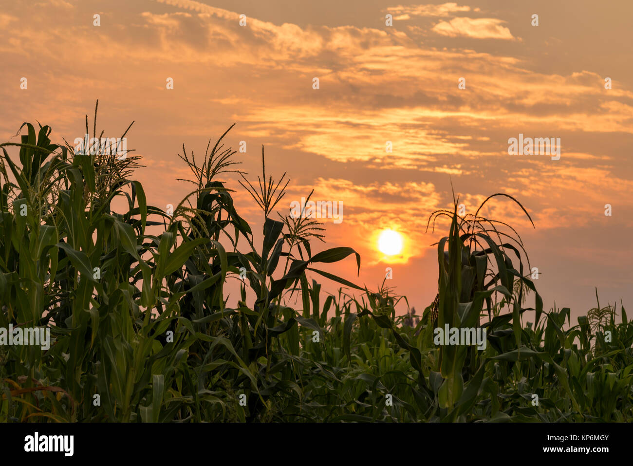 Corn stalks tassels hi-res stock photography and images - Alamy