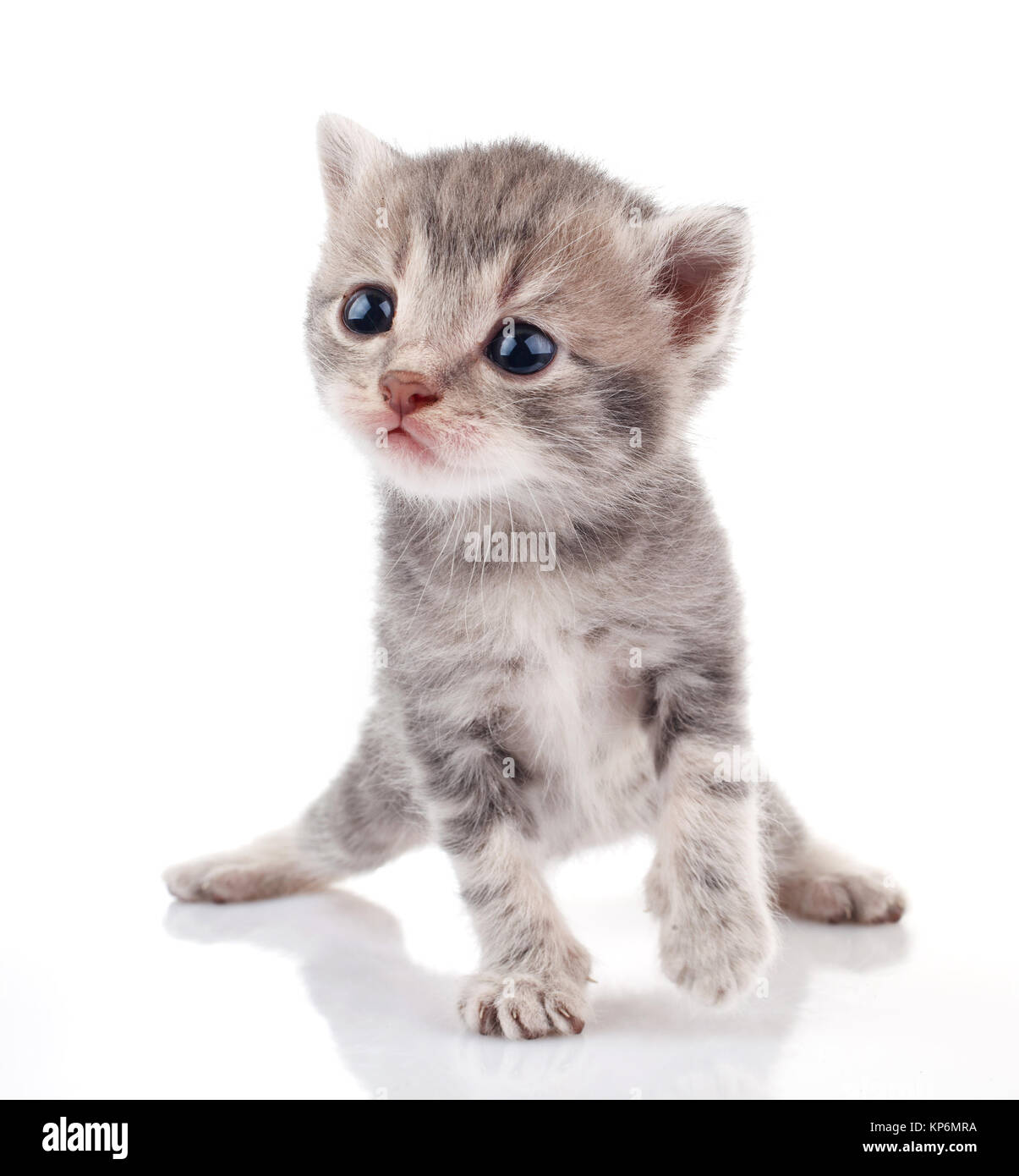 beautiful gray kitten Stock Photo - Alamy