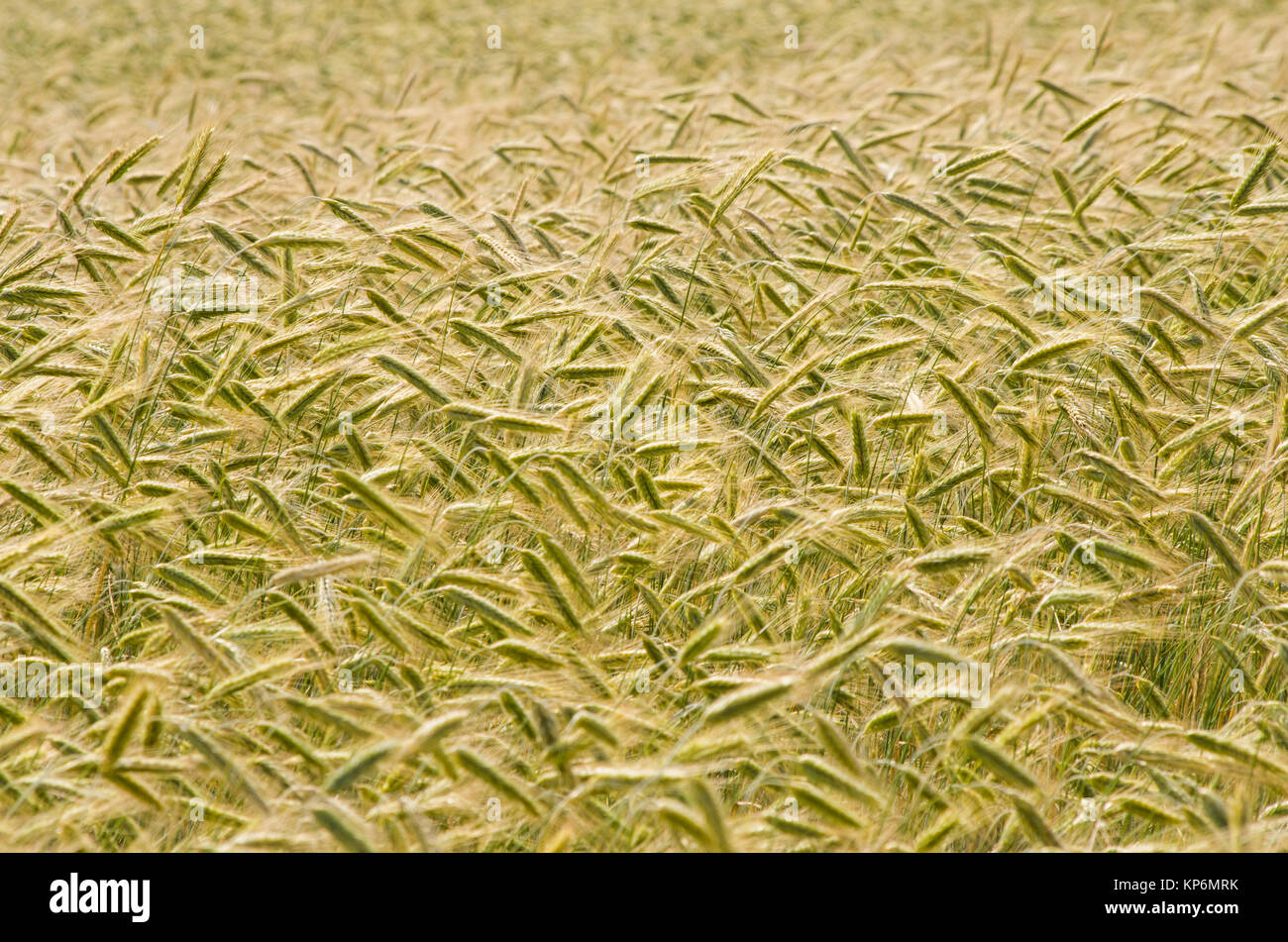 A close up of a field of barley Stock Photo - Alamy