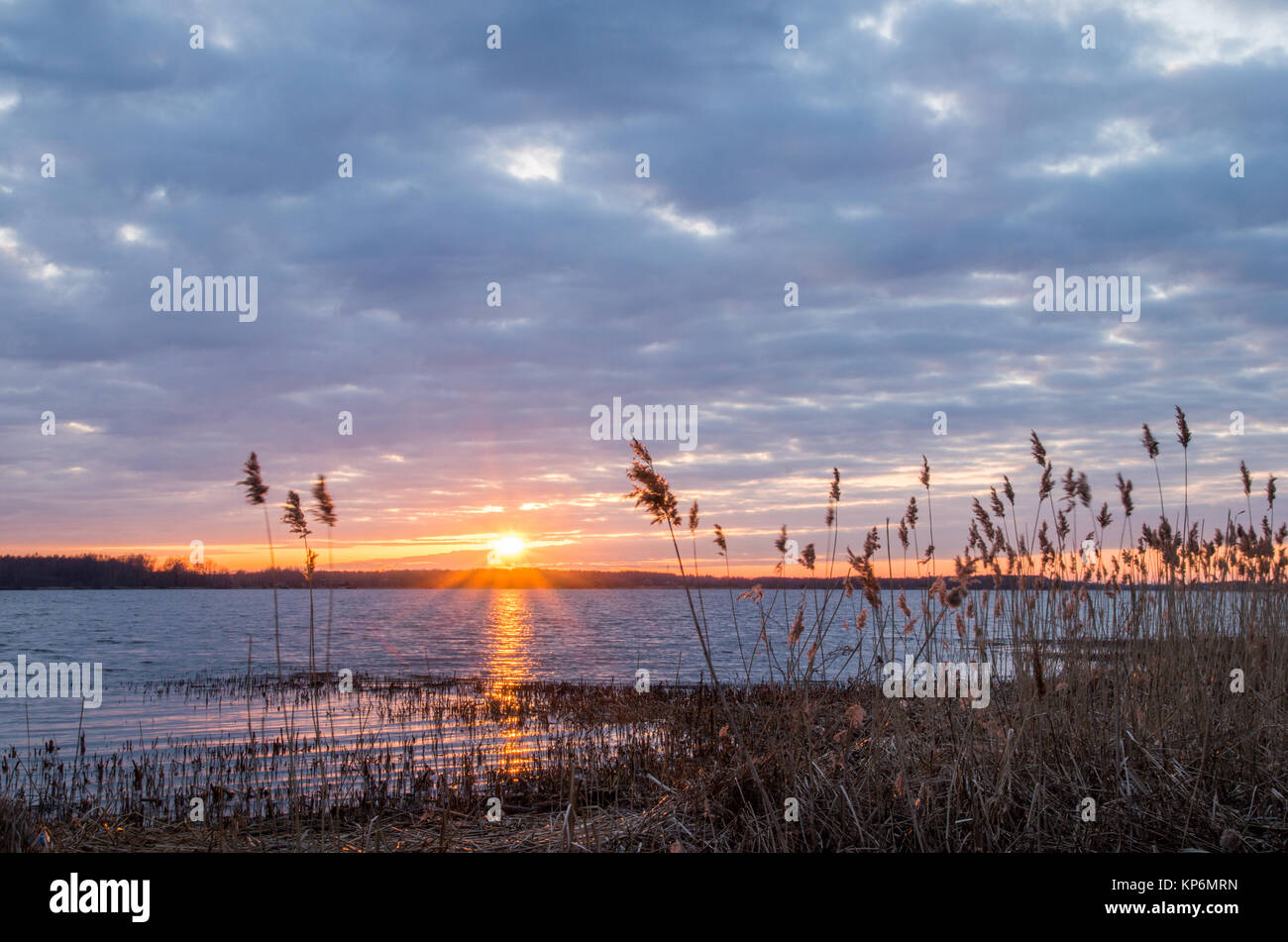 A sunset on a river with reeds in the fore ground, grey clouds and a ...