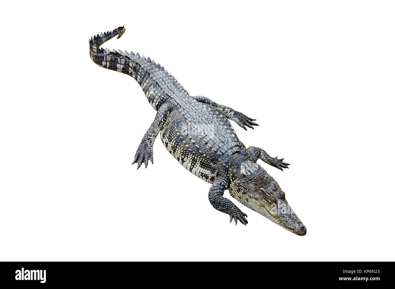 Dangerous salt water crocodile Cut Out Stock Images & Pictures - Alamy
