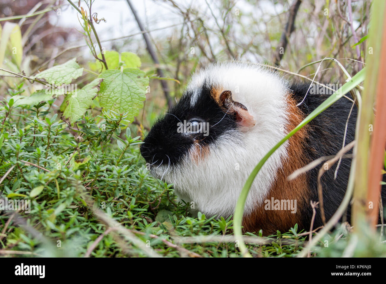 Guinea pig garden hi-res stock photography and images - Alamy