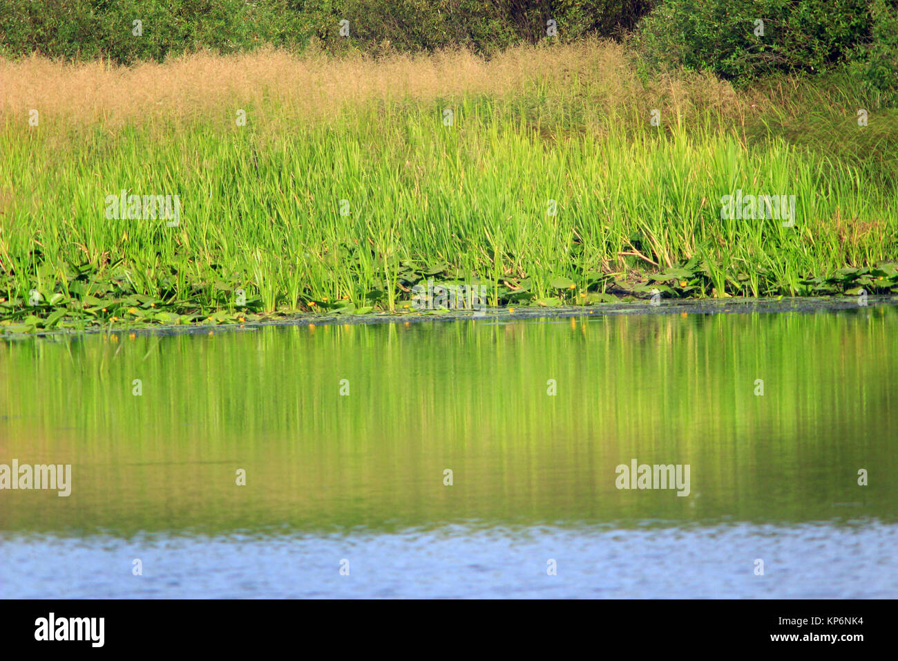 Water thicket hi-res stock photography and images - Alamy