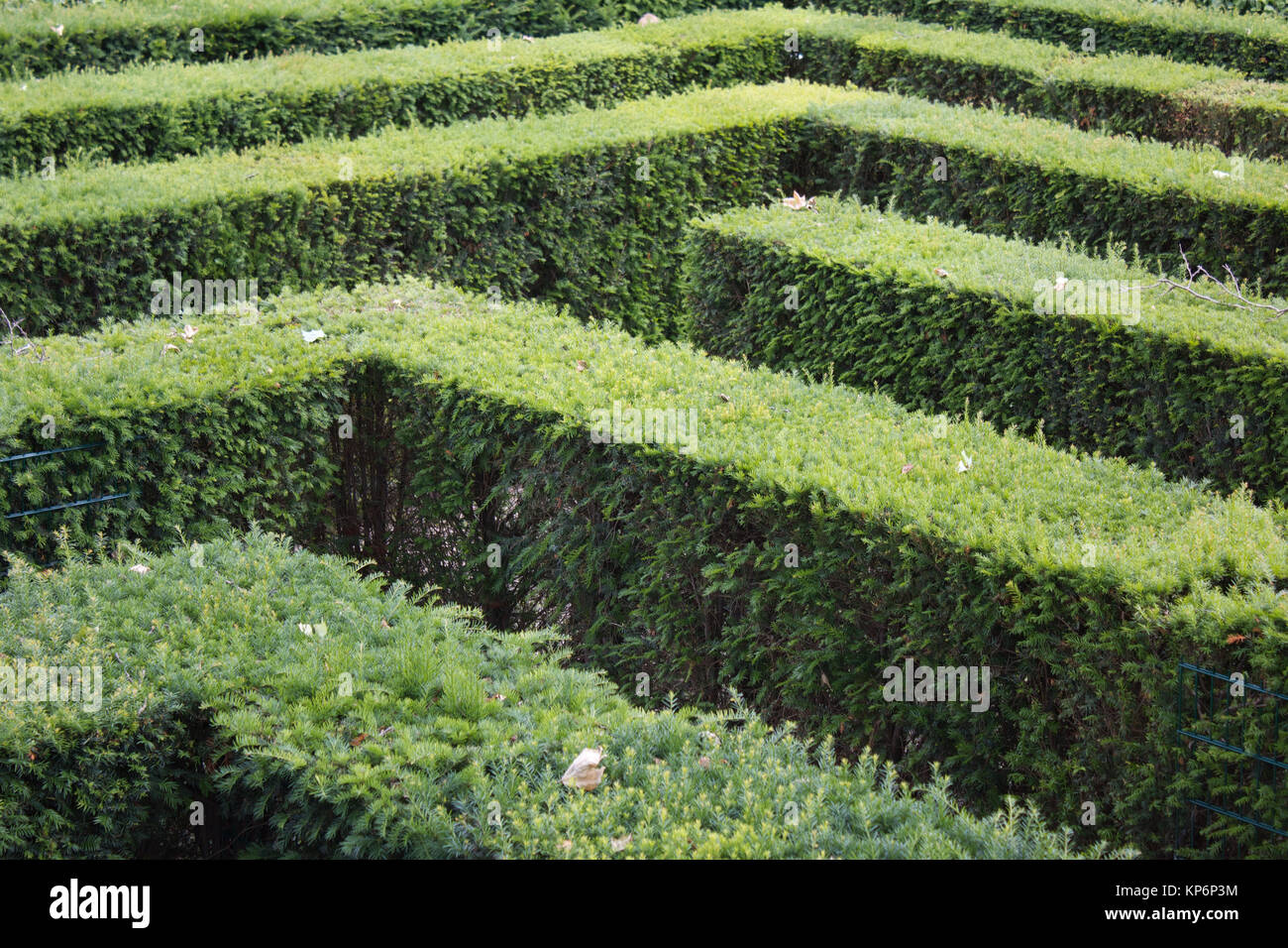 Green labyrinth in Schönbrunn Park, Vienna Stock Photo - Alamy