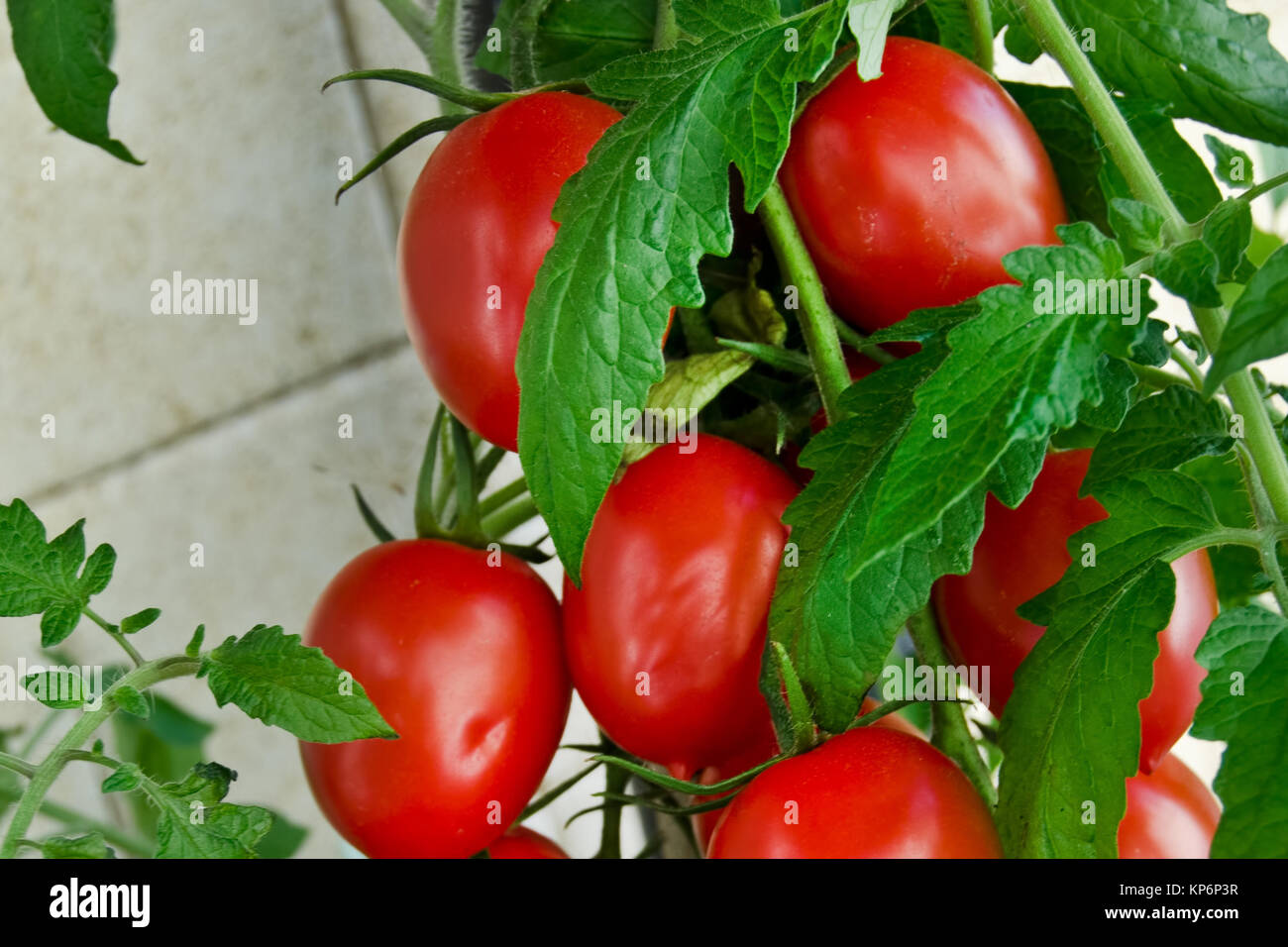 tomato and leaf Stock Photo - Alamy
