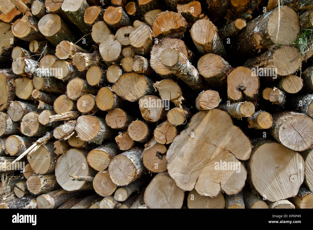 Wood exploitation hi-res stock photography and images - Alamy