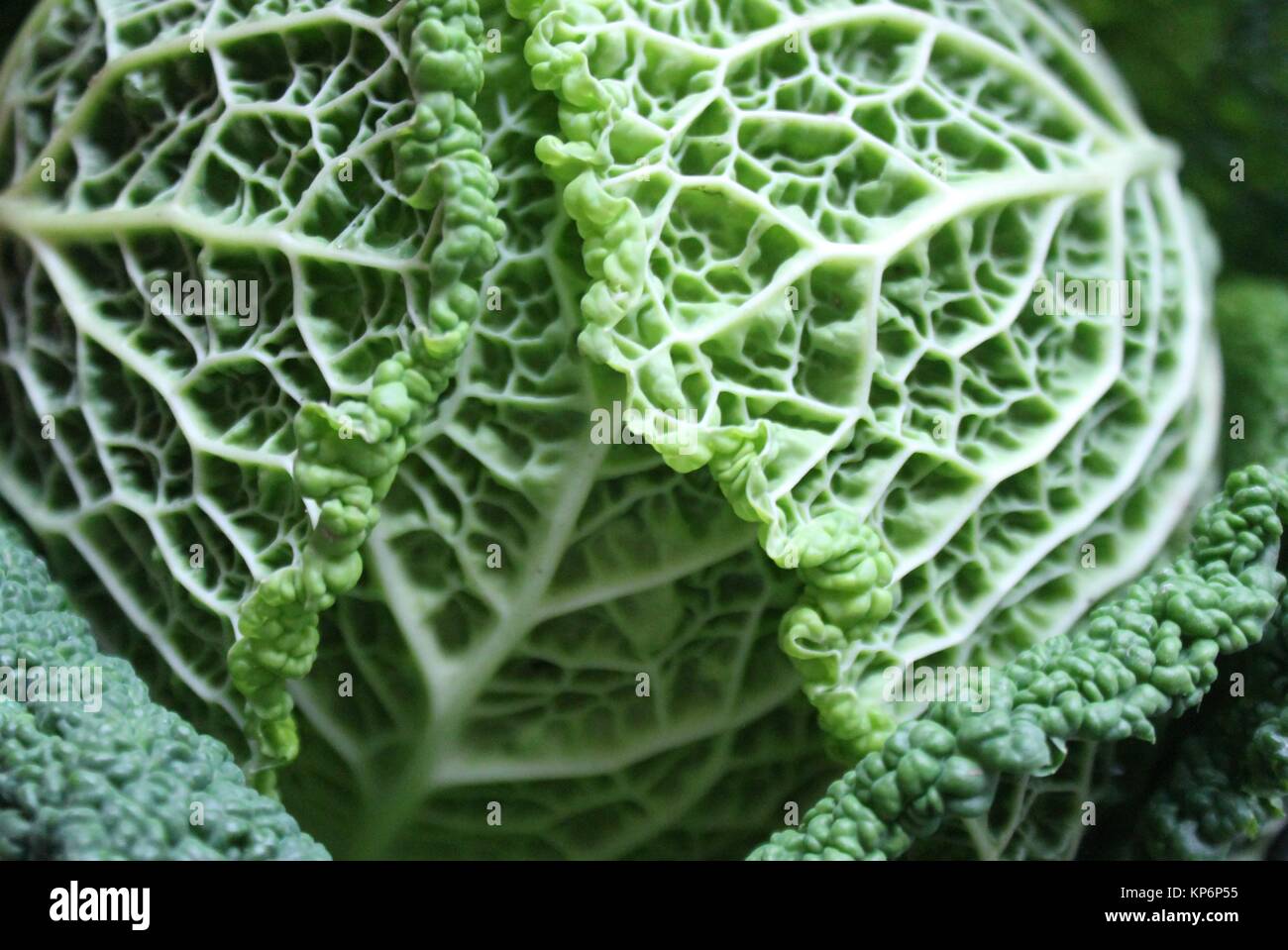 Savoy cabbage super food close up. Top view Stock Photo - Alamy