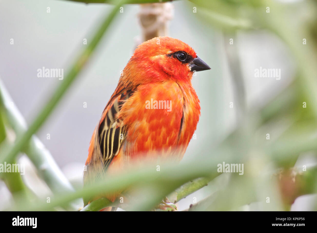 Red-throated Ant-tanager (Habia fuscicauda Stock Photo - Alamy