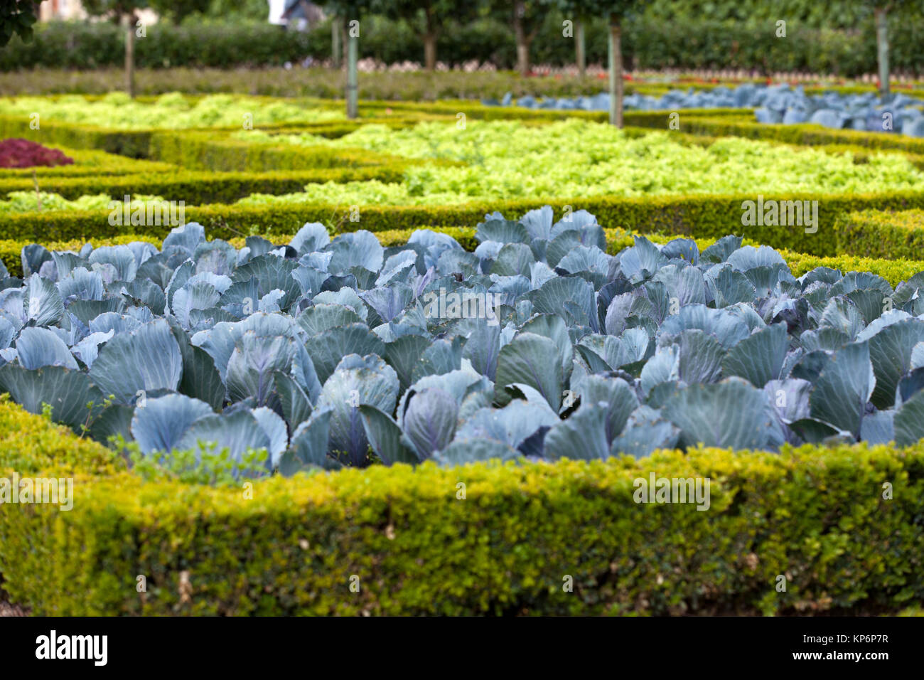 Cabbage in Vegetable Garden Stock Photo - Alamy