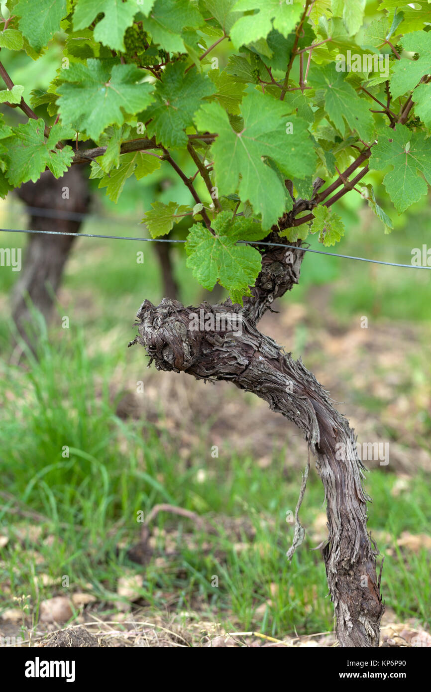 Old vines in the flowering season. Tuscany, Italy Stock Photo - Alamy