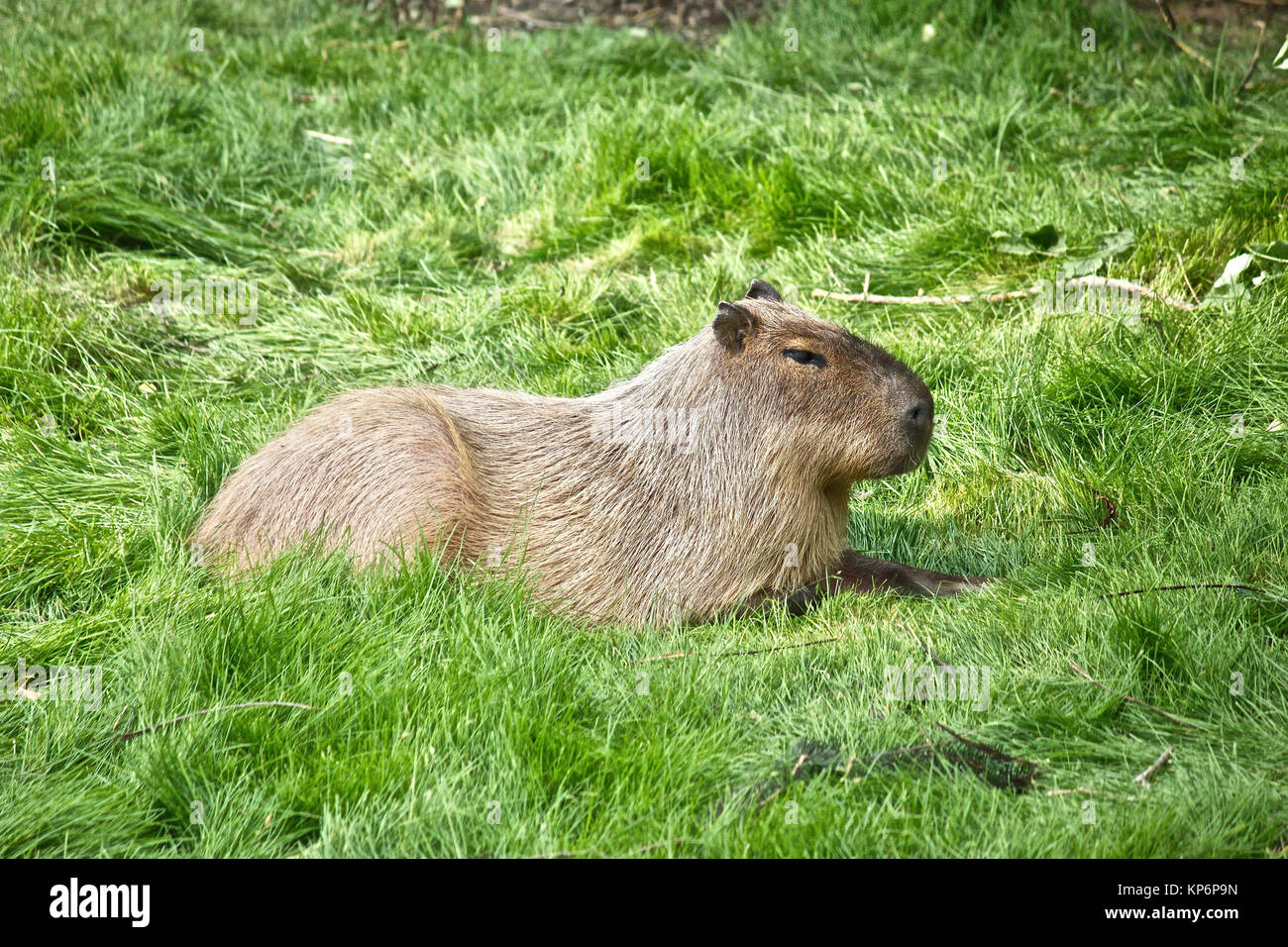 Capybara (Hydrochoerus hydrochaeris Stock Photo - Alamy