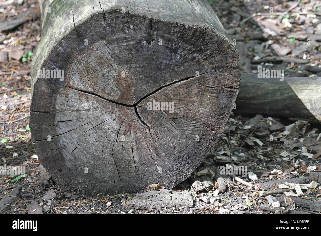 annual rings of the tree Stock Photo - Alamy