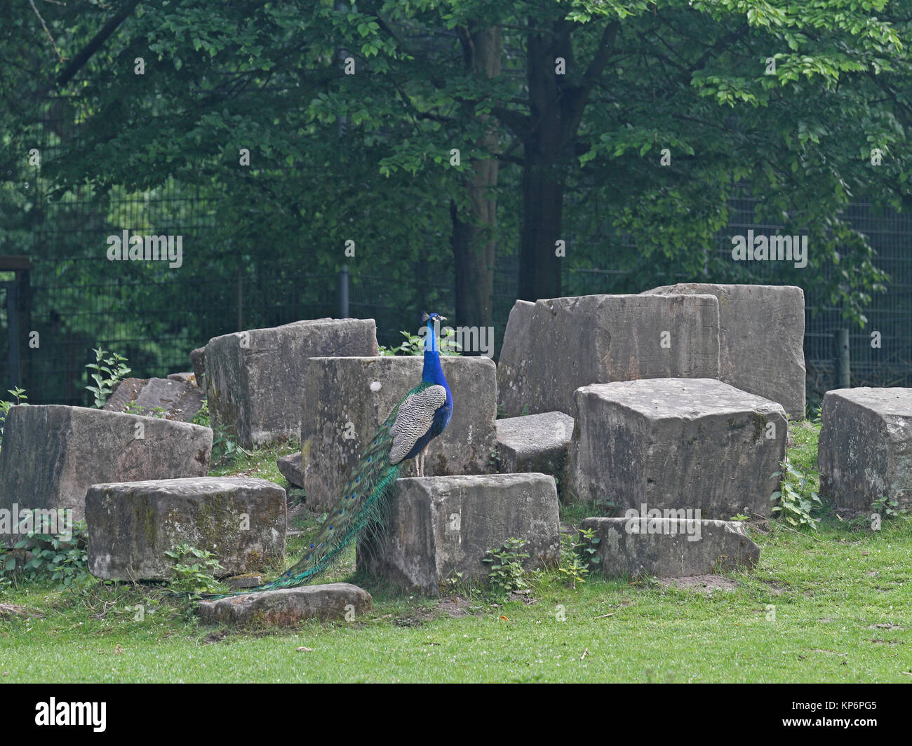 stone blocks with peacock Stock Photo - Alamy