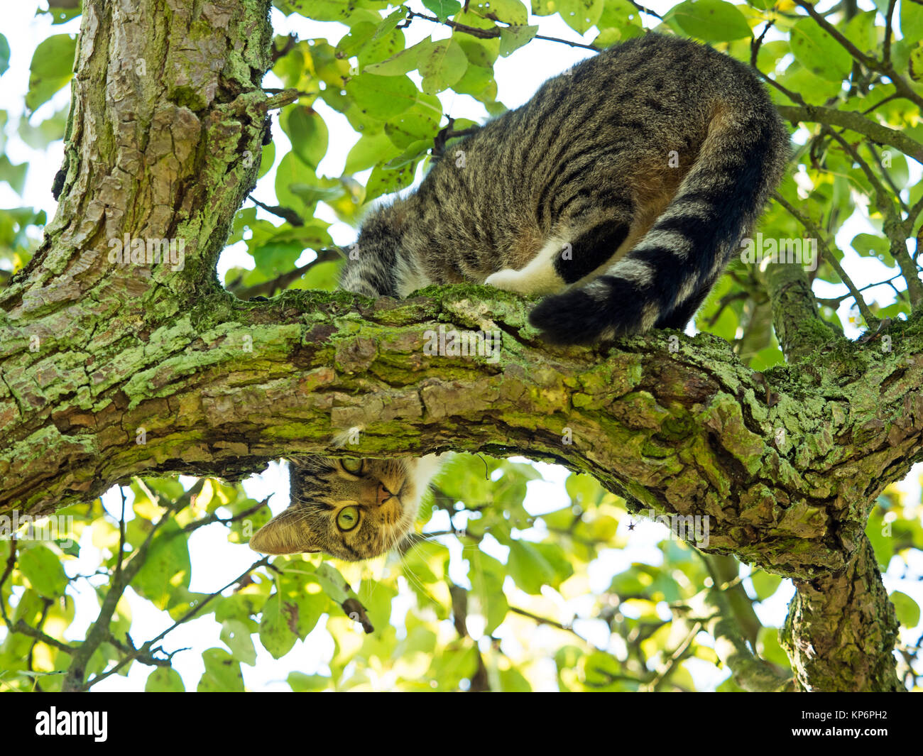 Katze im baum hi-res stock photography and images - Alamy