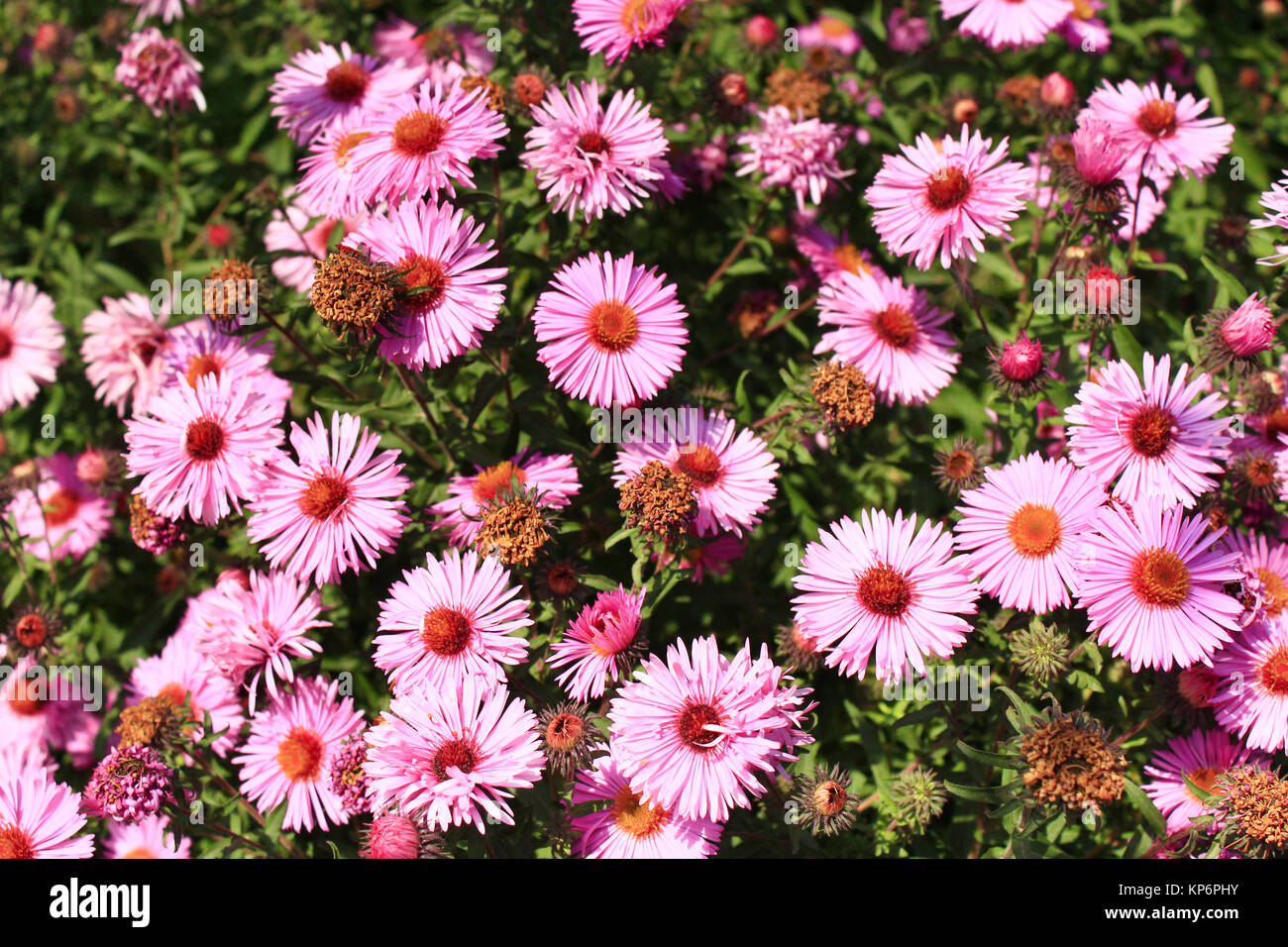 red beautiful asters in the garden Stock Photo - Alamy